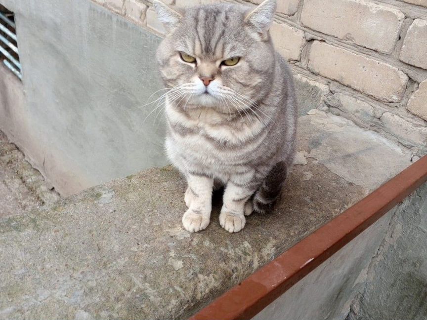Шотландская