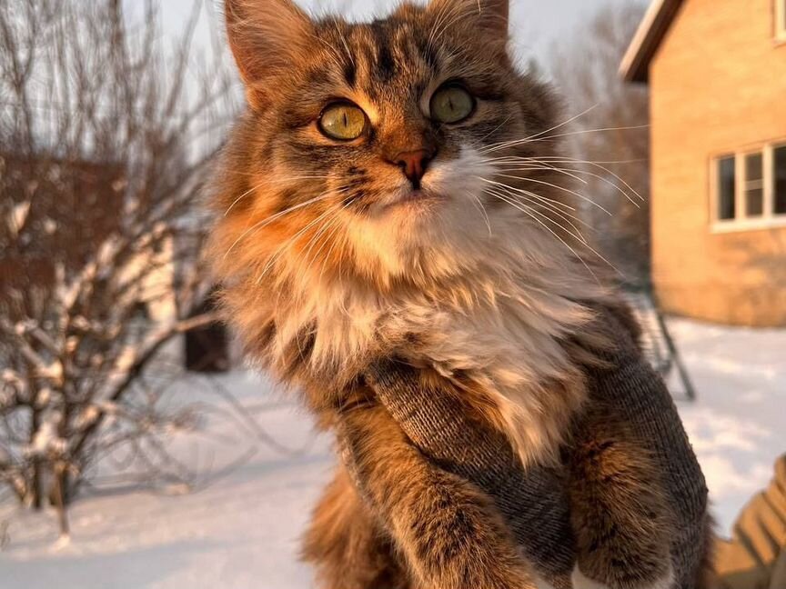 Кошка и кот, защита от мумий 100%