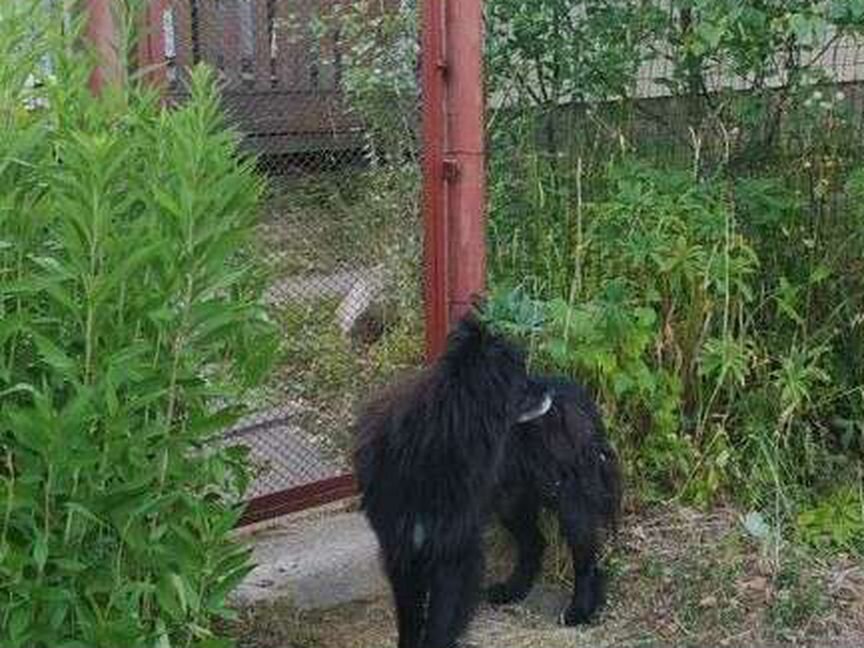 Мухтар ищет дом (фенотип ненецкая лайка)