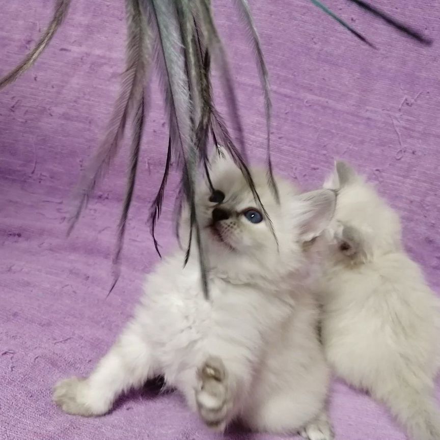 Невский маскарадный котёнок