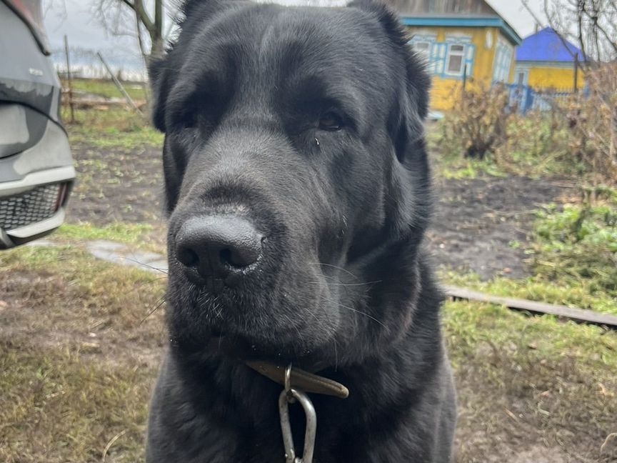 Собака