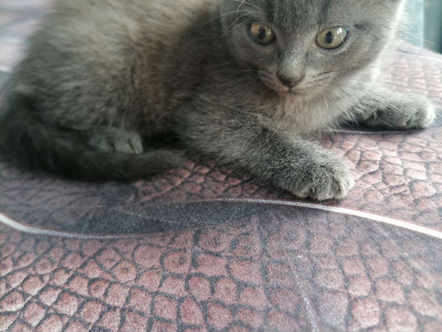 Котики бесплатно в добрые руки