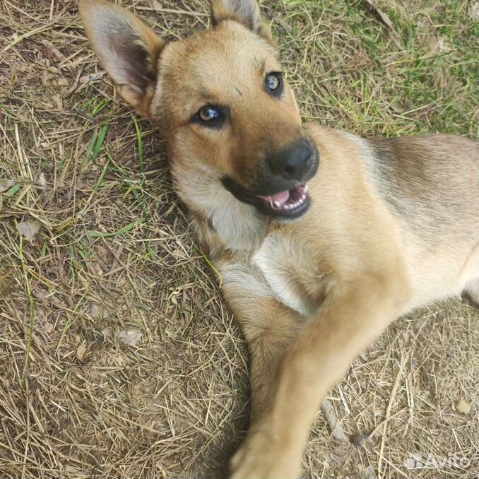 Замечательный щенок Рик