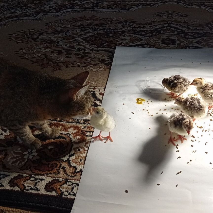 Вывести цыплят