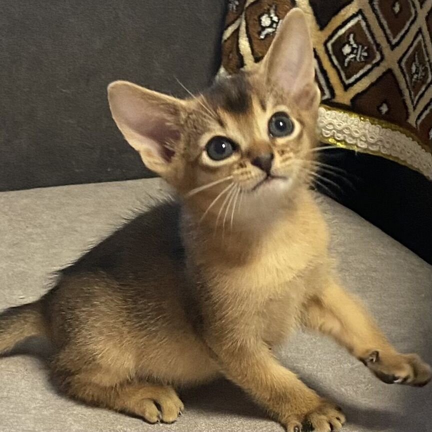 Абиссинский котёнок