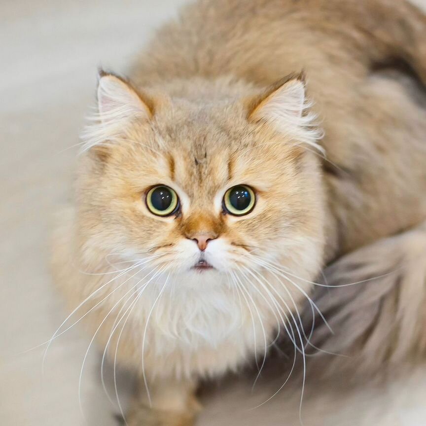 Британский золотой котик в добрые руки
