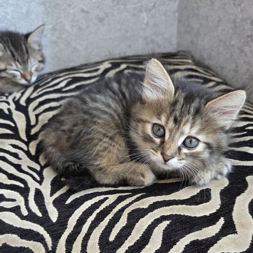 Курильский бобтейл длинношёрстный котёнок