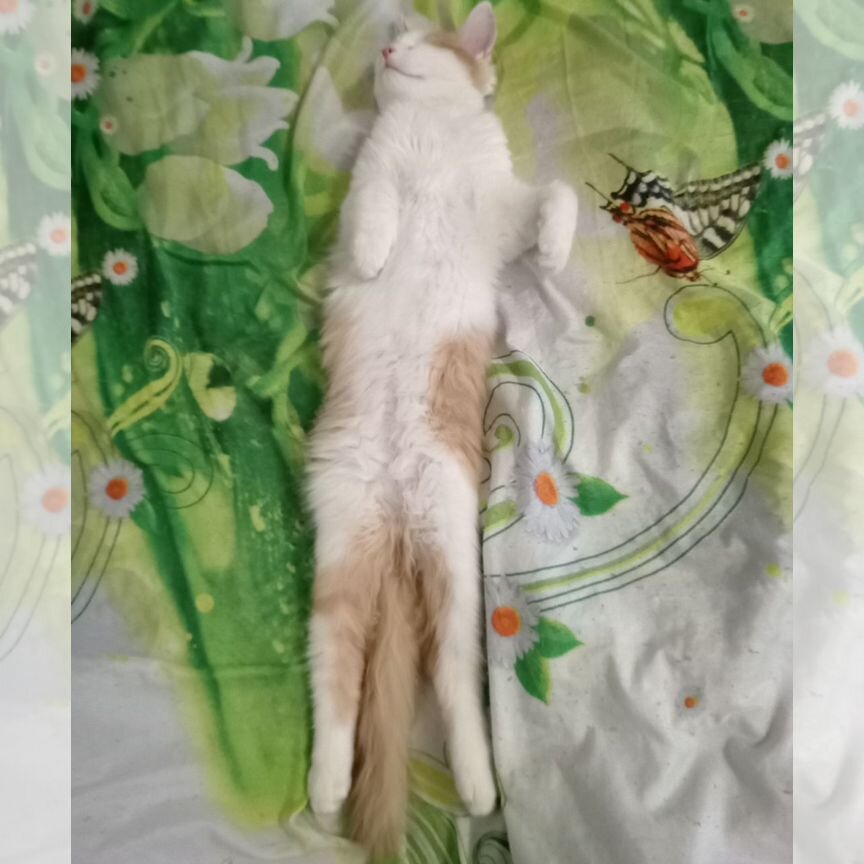 Домашние животные бесплатно кот