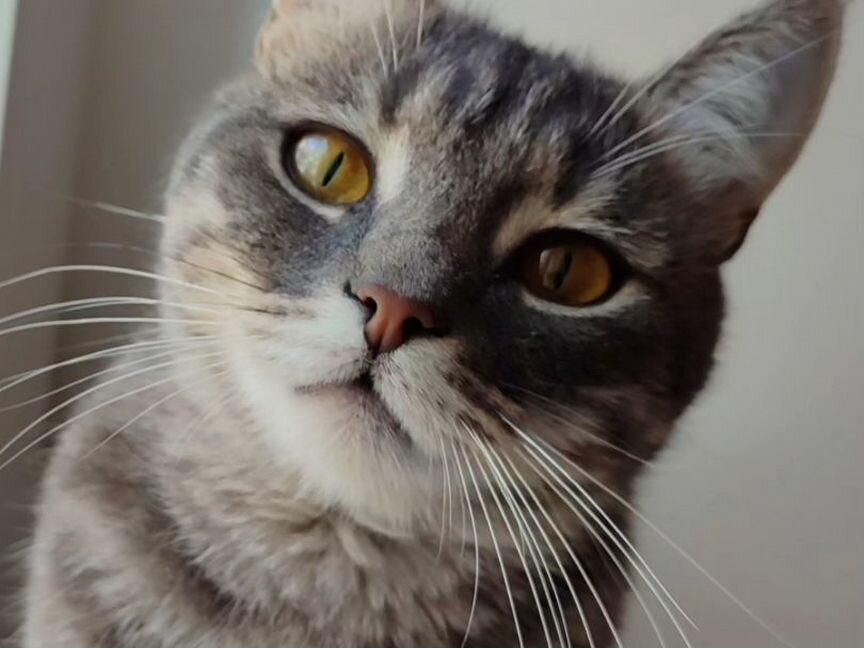 Котик Сержик ищет дом