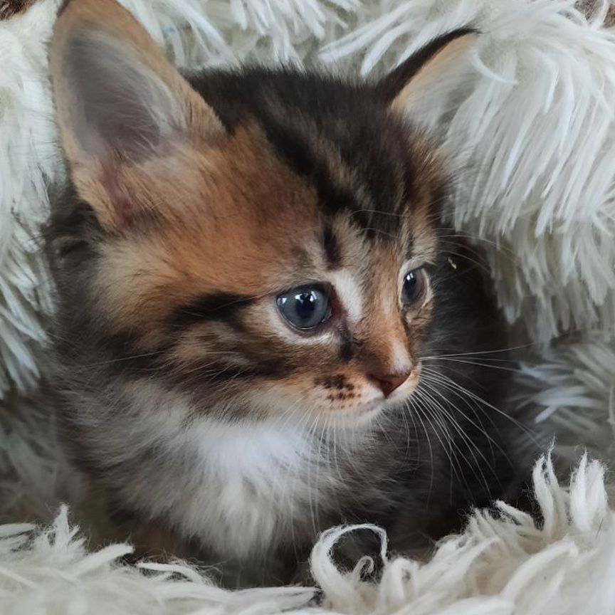 Котёнок в добрые руки