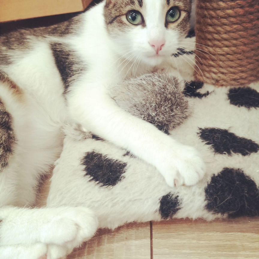 Котик-сирота в ответственные руки