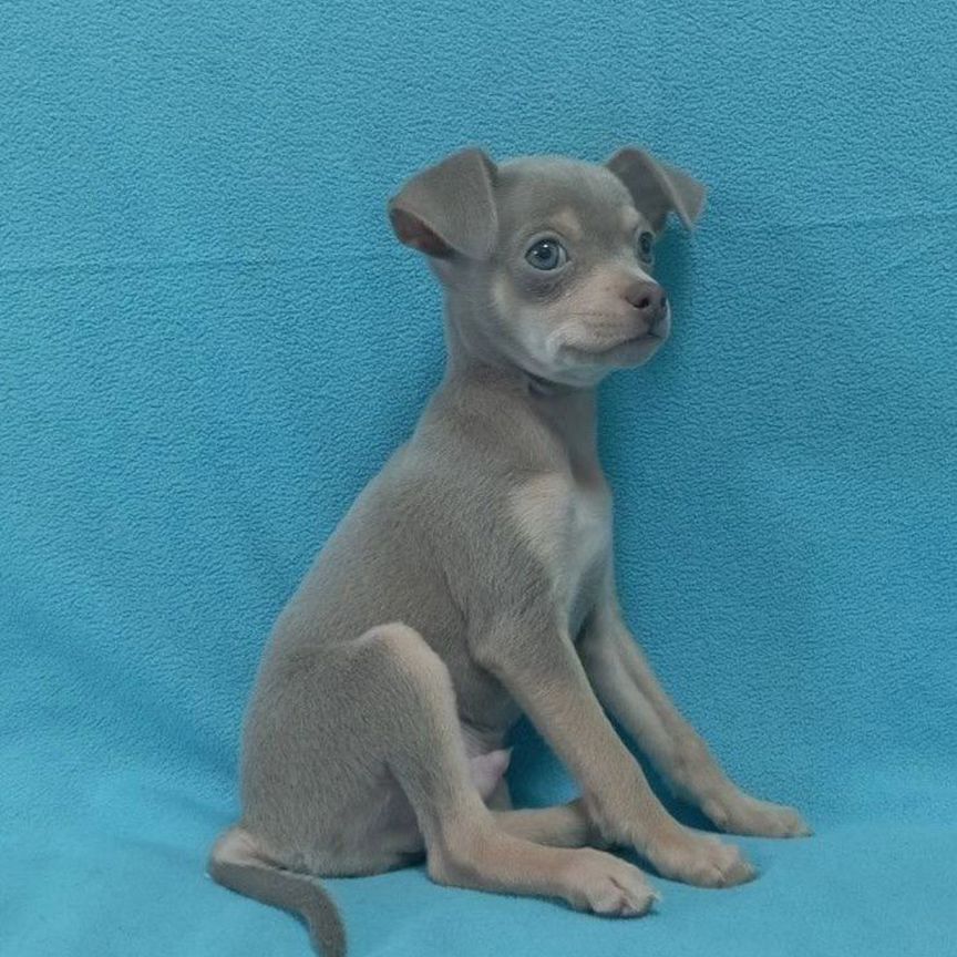 Русский той-терьер