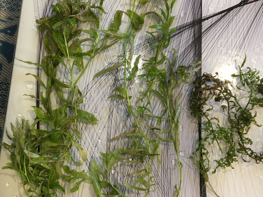 Растения аквариумные