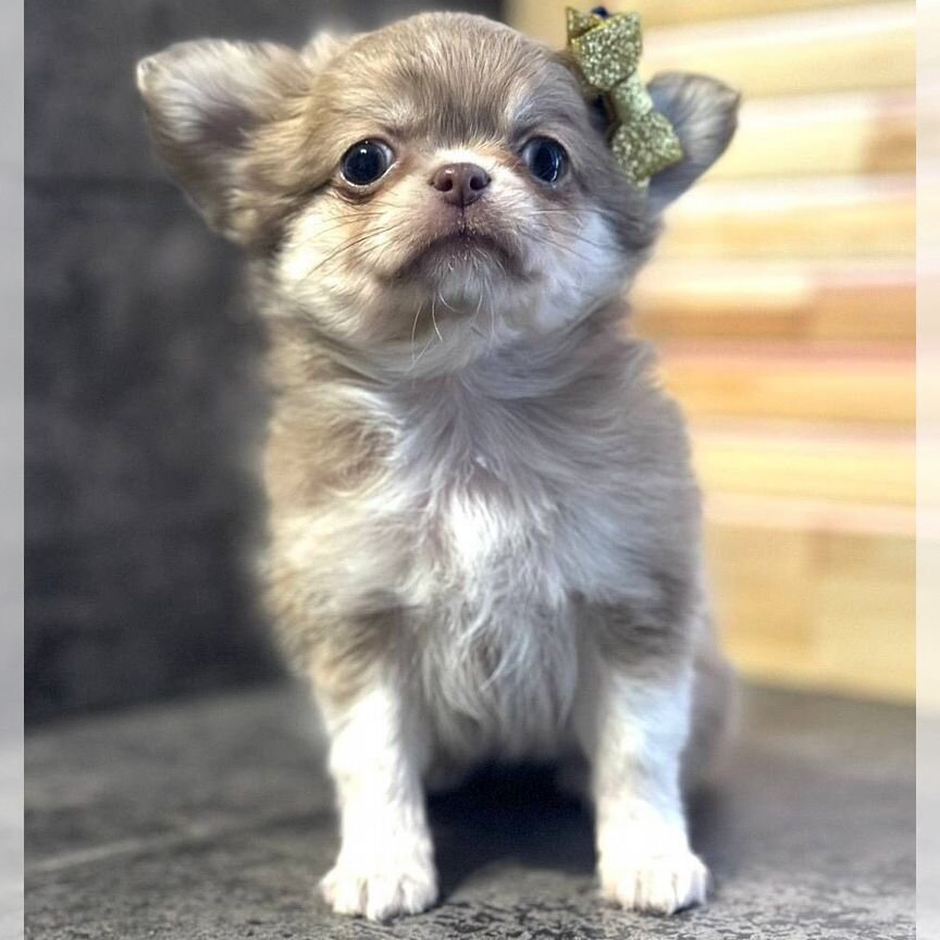 Чихуахуа, щенок