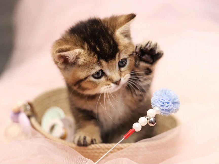 Котенок мальчик британская золотая шиншилла