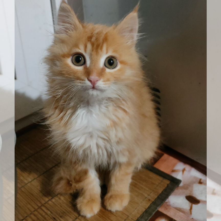 Котёнок от частного владельца