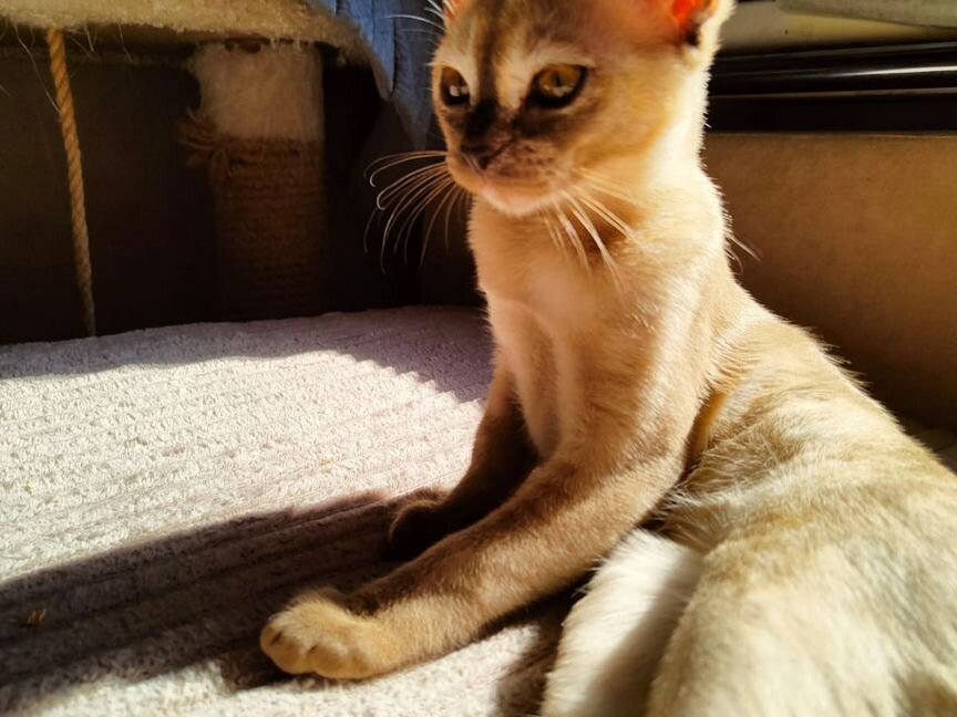 Кошка европейская бурма