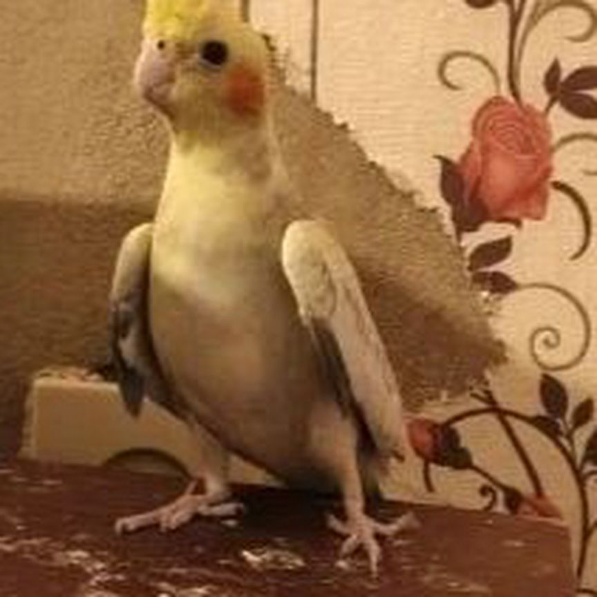 Попугай Корэлла