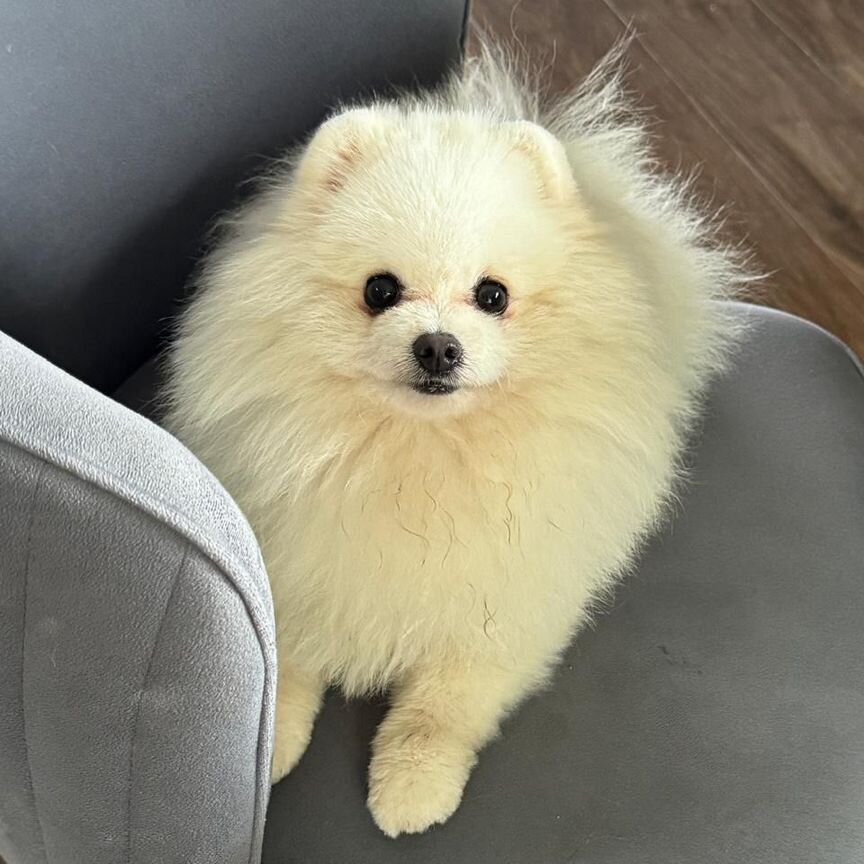 Померанский шпиц мини