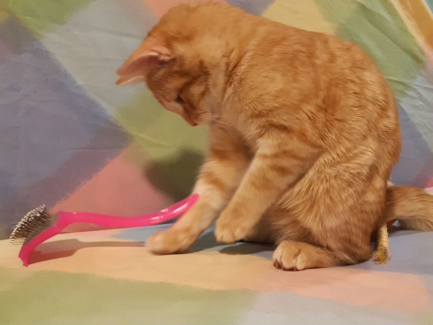Котенок мальчик 5 мес