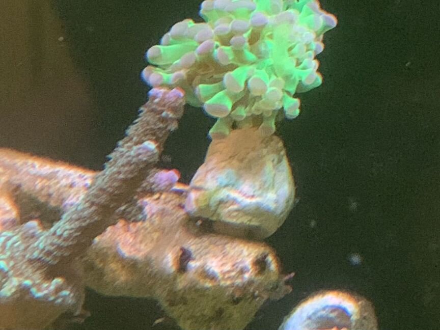 Кораллы для для морского аквариума