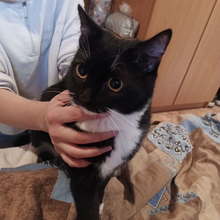 Отдам кота, приученный к лотку. хороший, добрый