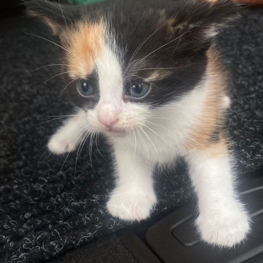Котик трехцветный (девочка) 3 мес
