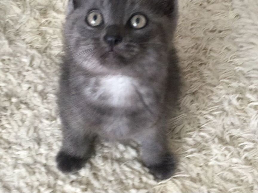 Котенок Милли