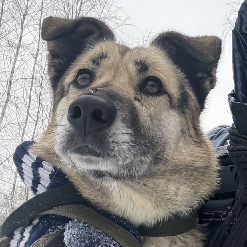 Взрослая собака в добрые руки