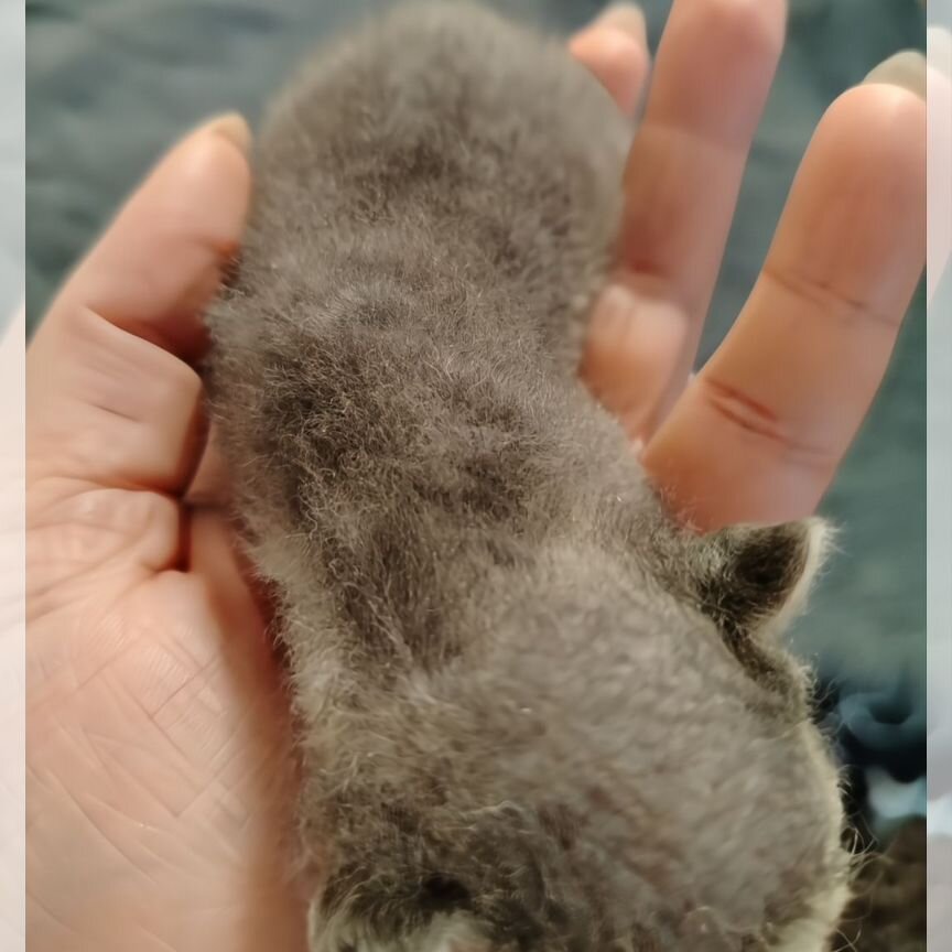 Канадский сфинкс котёнок