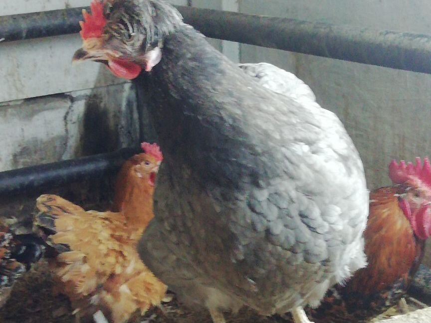 Куры молодки