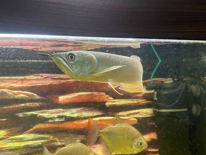 Продам Аровану