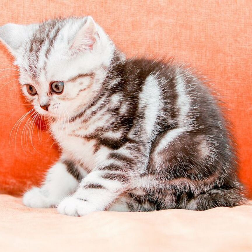 Чистокровная шотландочка