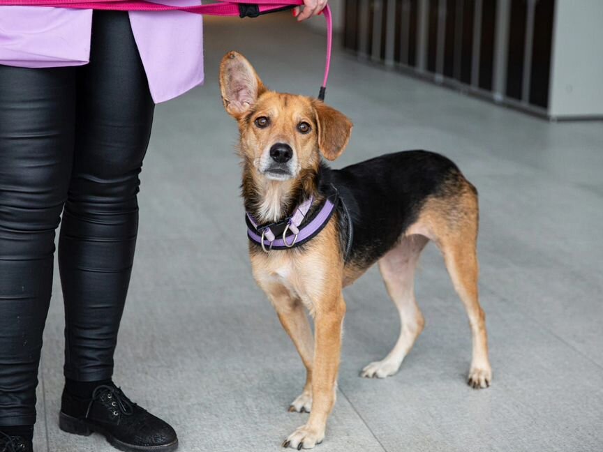 Некрупная собака ищет семью