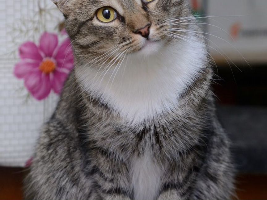 Красивый тигровый кот в добрые руки