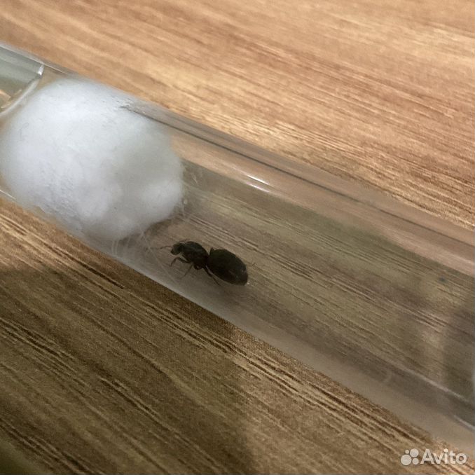 Матки муравья (lasius niger)