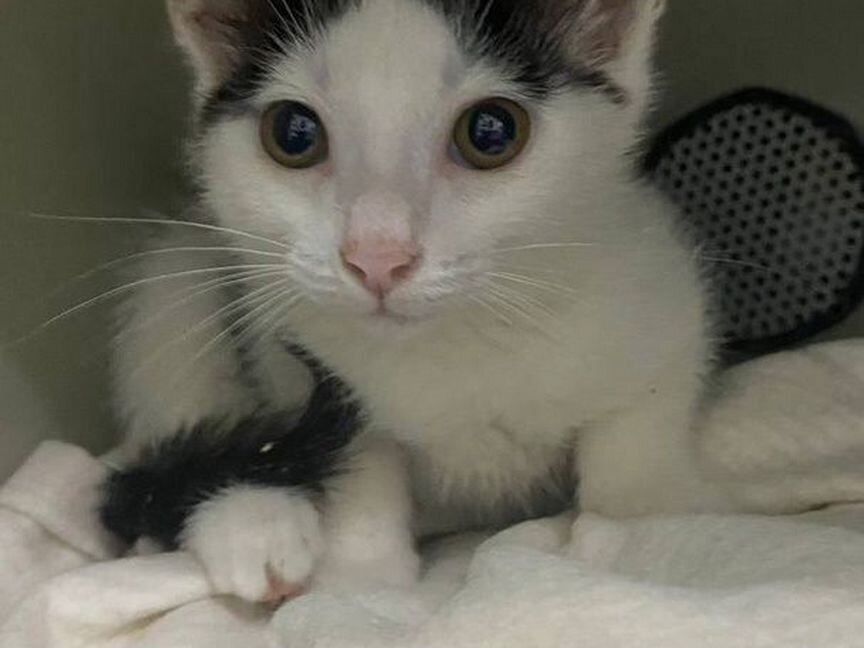Котенок Катюшка в добрые ручки