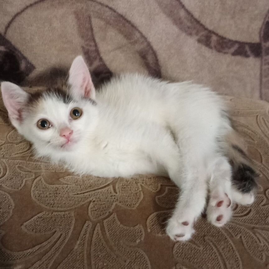 Котенок, девочка в добрые руки