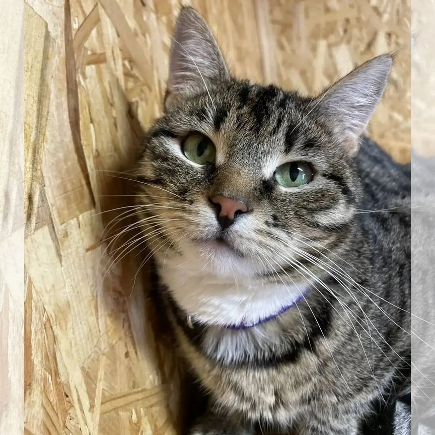 Взрослая, кошка в добрые руки