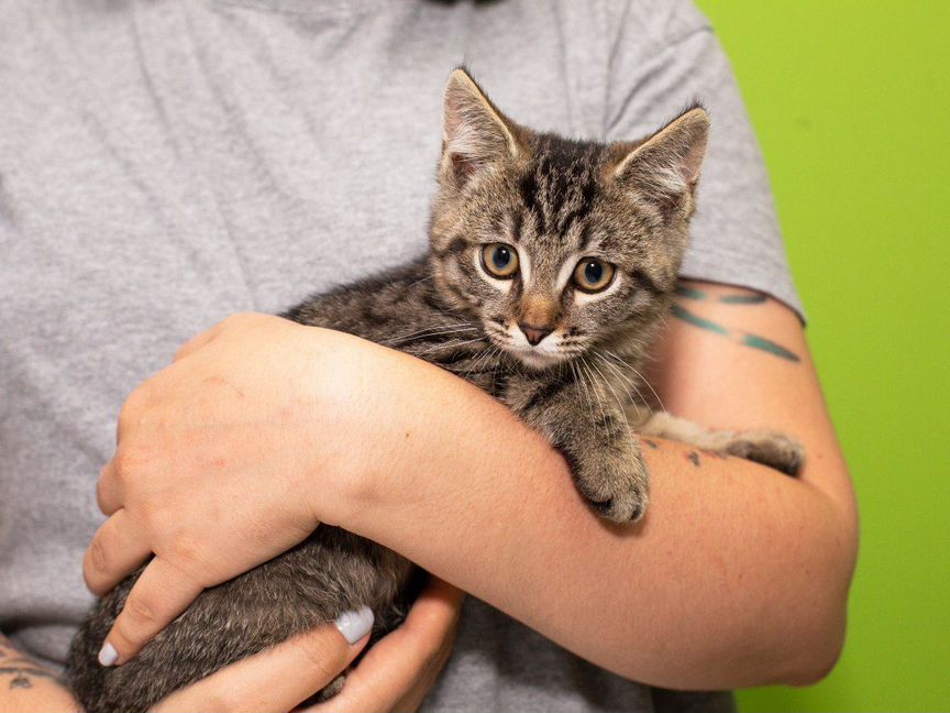 Котенок в добрые руки