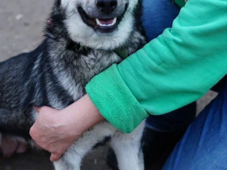 Отличный друг для всей семьи