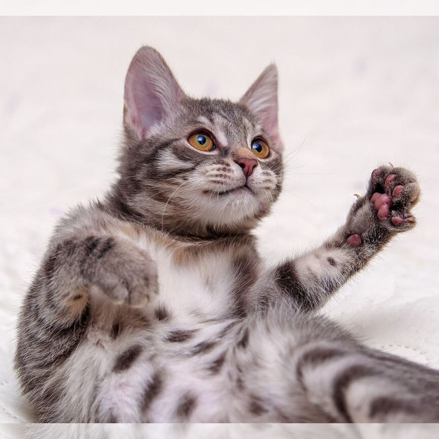 Котёнок в добрые руки