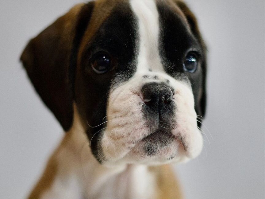 Боксер-это навсегда