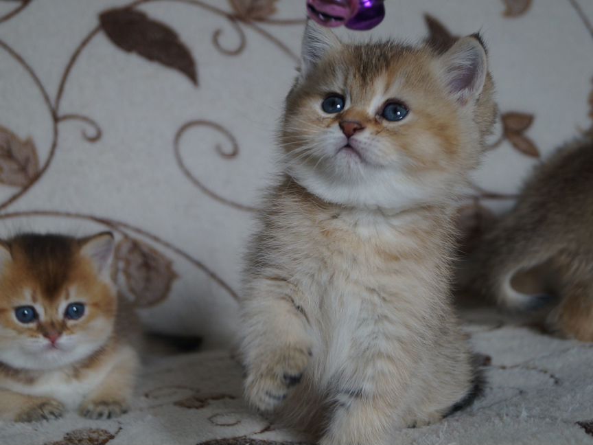 Британские котята
