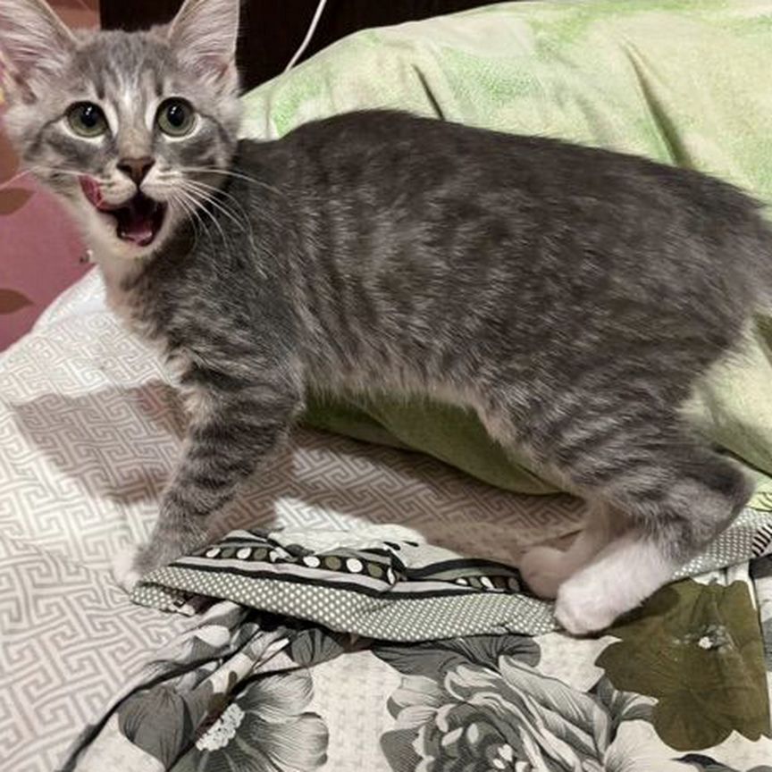 Котёнок в добрые руки