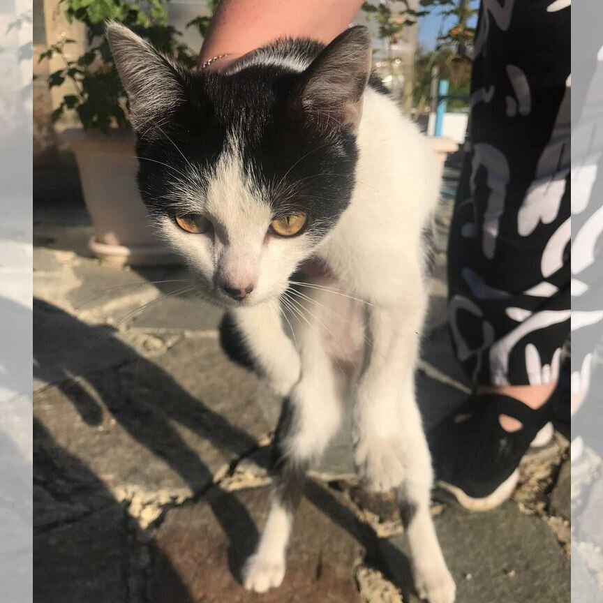 Котёнок