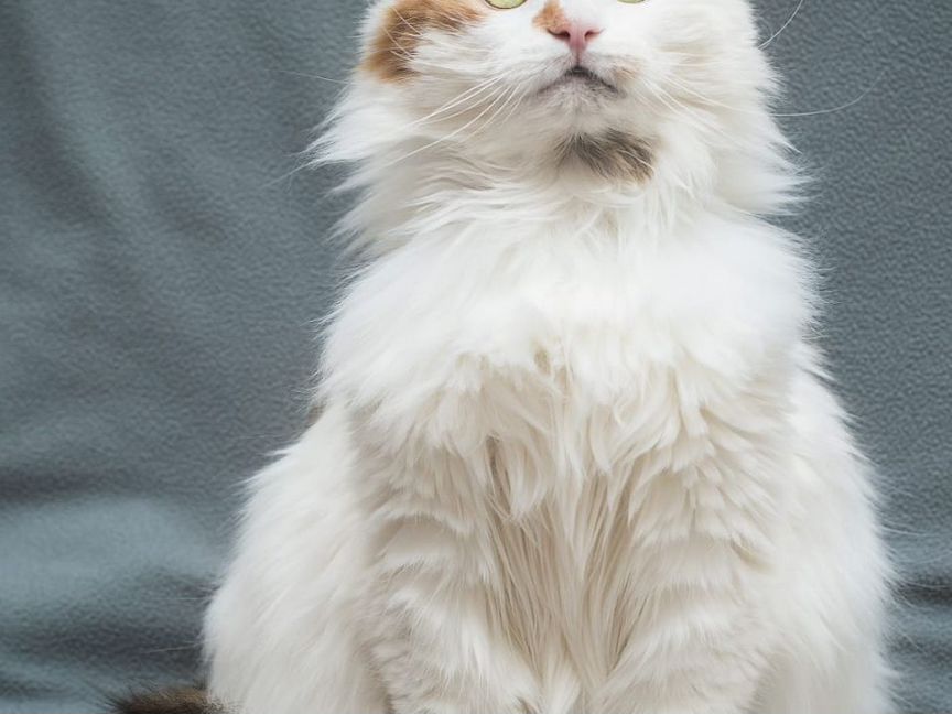 Домашней Мусеньке не выжить на передержке