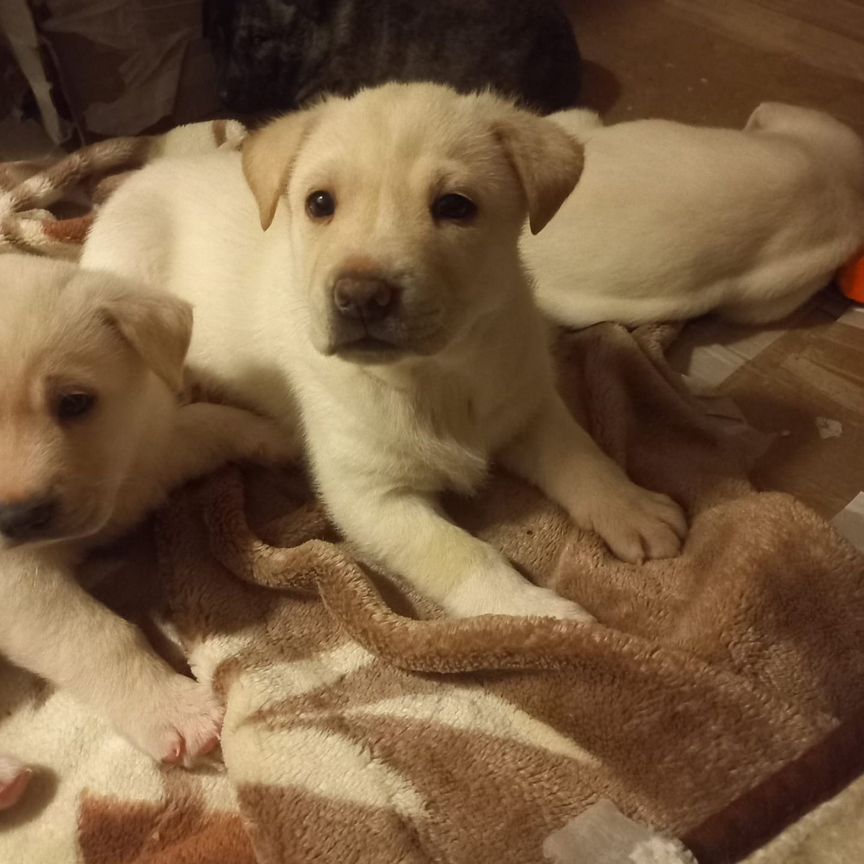 Щенки белые