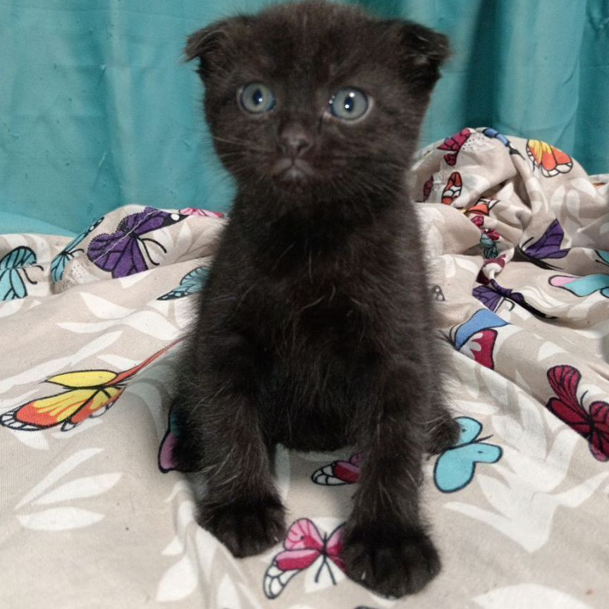 Шотландский вислоухий короткошёрстный котёнок