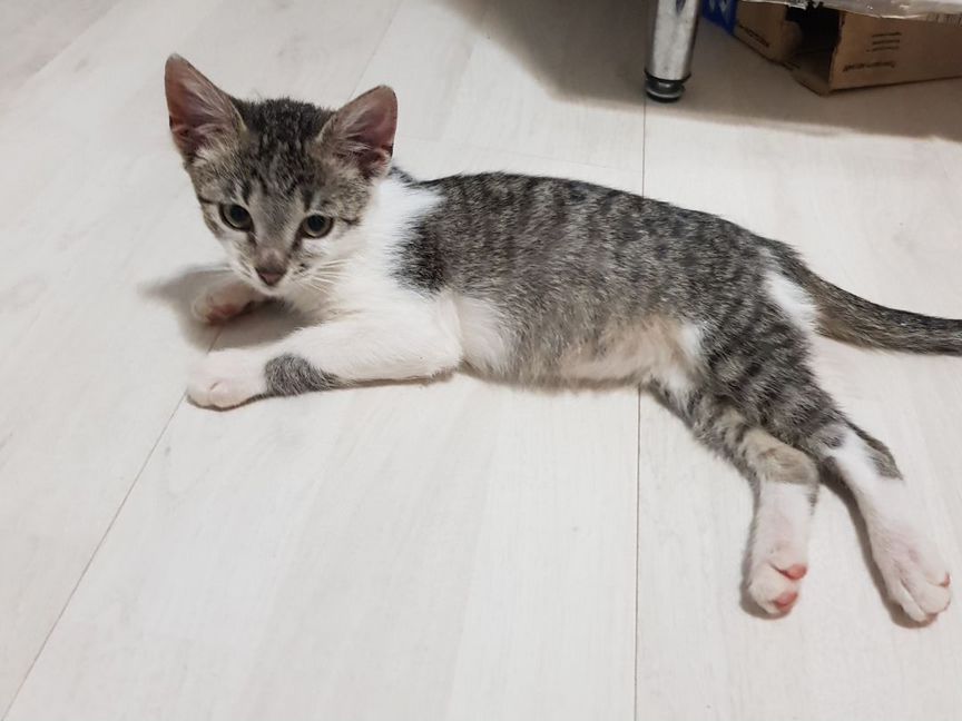 Котенок девчонка умненькая